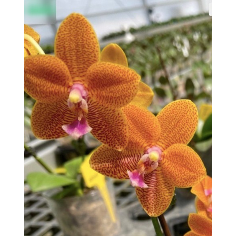 Орхiдея Phal. Orange C - купити, доставка Україна